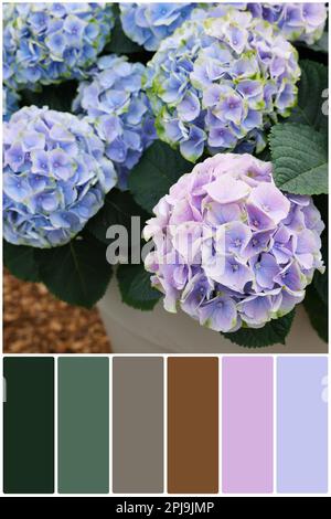 Color palette and beautiful hydrangea with colorful flowers and green ...