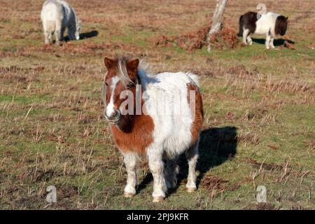 Miniature brown and white New Forest pony standing in the grass eating ...