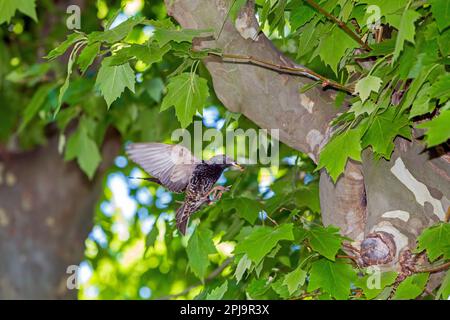 Common Starling: returning from hunting insects to feed the chicks ...