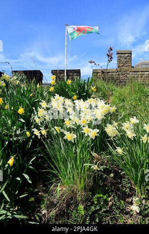 The Welsh Dragon Welsh National flag and Daffodils at Cardiff Castle ...