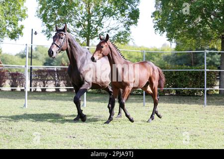 One years old foal gallops with her mother outside at rural animal farm ...