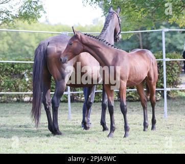One years old foal gallops with her mother outside at rural animal farm ...