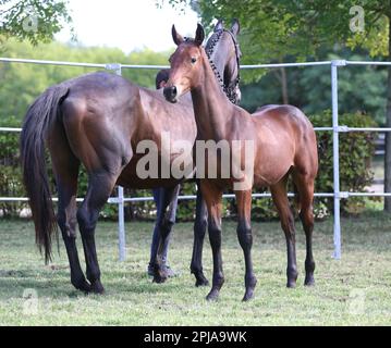 One years old foal gallops with her mother outside at rural animal farm ...