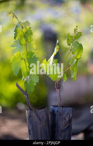 process of planting grape vine seedlings in the vegetable garden ...