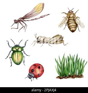 Watercolor ladybug and dragonfly illustration set, cute garden insects ...