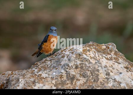 Common rock thrush rufous-tailed rock thrush or simply rock thrush ...