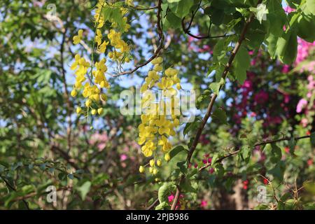 Blossomed golden shower tree or Kanikonna in Malayalam. The flowers are of ritual importance in ...