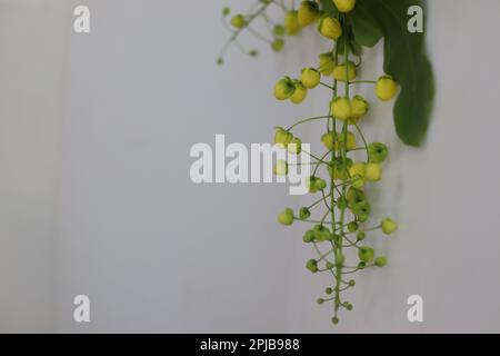 Cassia Fistula flowers (Konnappoovu) in a tree, Kerala, India Stock ...