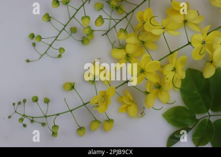 Cassia Fistula flowers (Konnappoovu) in a tree, Kerala, India Stock ...
