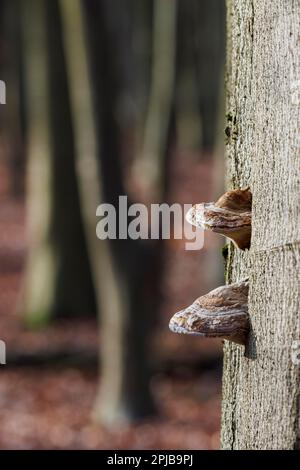 Dry rot on a beech tree, Germany Stock Photo - Alamy