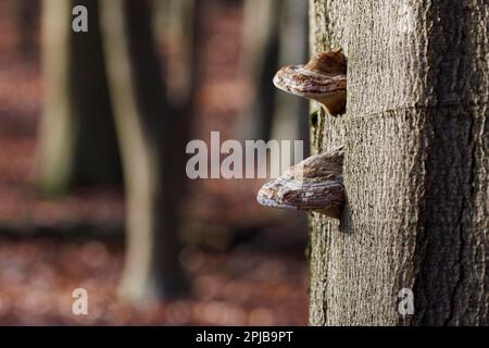 Dry rot on a beech tree, Germany Stock Photo - Alamy