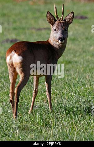 Roebuck, Schleswig-Holstein, Germany, Europe / Capreolus capreolus ...
