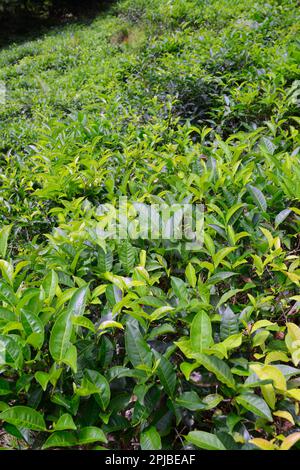 Tea plantation on the island of Mahe, Seychelles Stock Photo - Alamy