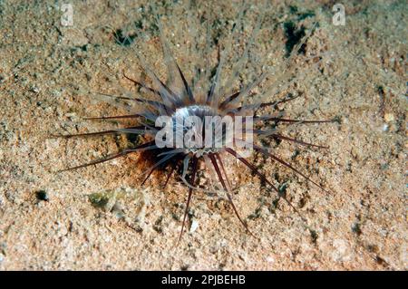 Lesser cylinder anemone (Cerianthus lloydii), an Atlantic species of ...