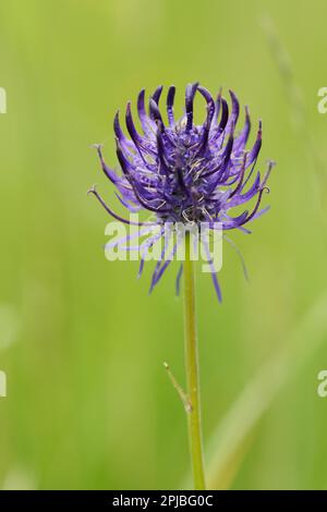 Spherical Devil's Claw Stock Photo - Alamy