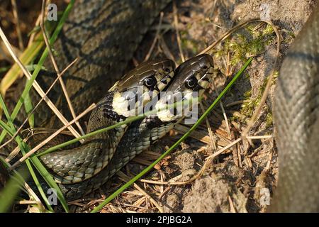 Grass snake, 2 males, mating mood (Natrix natrix Stock Photo - Alamy