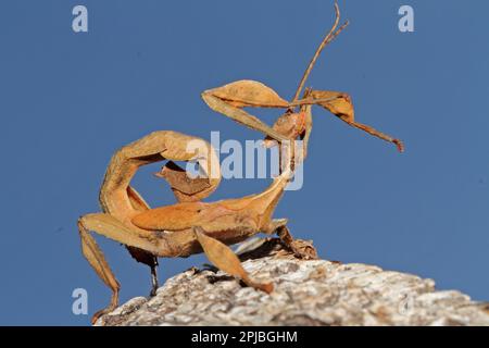 Australian Giant Ghost Insect Stock Photo - Alamy