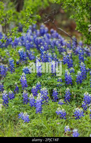Texas Bluebonnets along the side of the road Stock Photo - Alamy