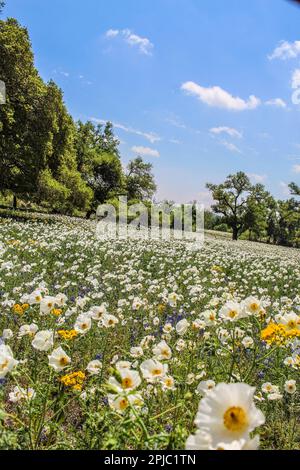 Field of White Prickly Poppy Argemone albiflora Huisache tree Acacia ...