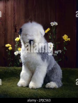 English Setter - sitting Stock Photo - Alamy