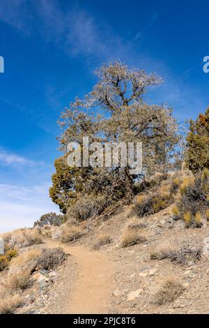 Pinon Pinr Tree in the high desert Stock Photo - Alamy
