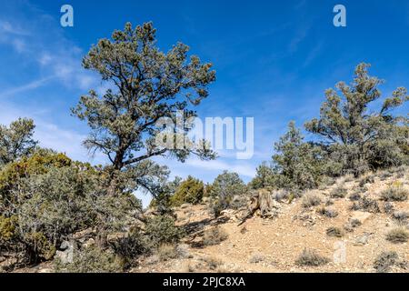 Pinon Pinr Tree in the high desert Stock Photo - Alamy
