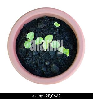 Growing hibiscus from seeds. Hibiscus moscheutos seedlings growing in ...