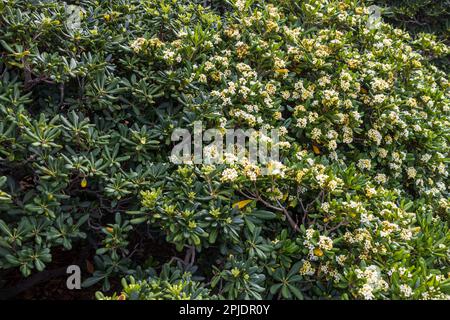 Flora of Israel. Pittosporum tobira is known by several common names ...