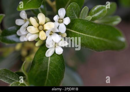 Flora of Israel. Pittosporum tobira is known by several common names ...