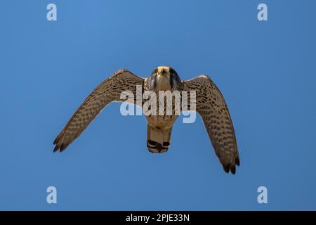 A Eurasian Kestrel flying overhead Stock Photo - Alamy