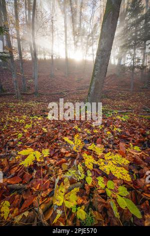 A red and gold twisted leaf on a slate stone background Stock Photo - Alamy