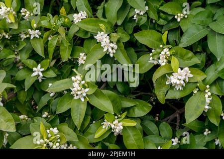 Cultivated blooming citrus trees with big white flowers close up in an ...