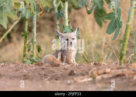 The Bengal fox, also known as the Indian fox, is a fox endemic to the ...