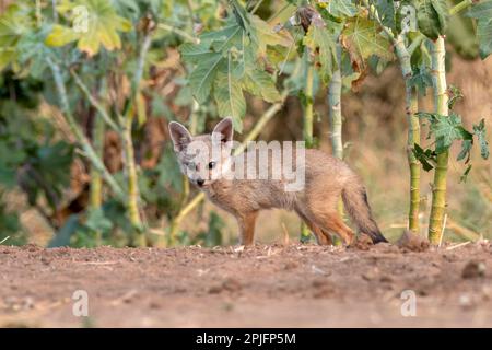 Pups of Bengal fox (Vulpes bengalensis), also known as the Indian fox ...