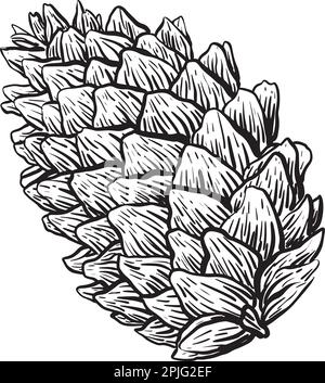 Spruce cones. Vector sketch illustrations. Watercolor image of fir cone ...