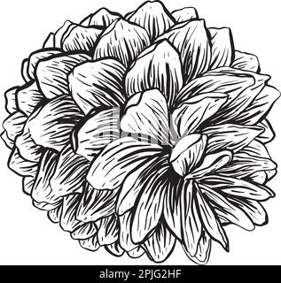 Spruce cones. Vector sketch illustrations. Watercolor image of fir cone ...
