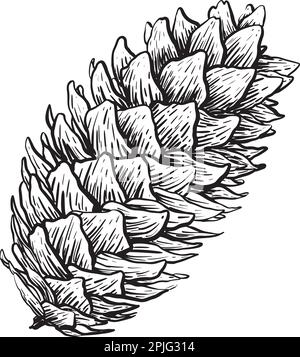 Spruce cones. Vector sketch illustrations. Watercolor image of fir cone ...