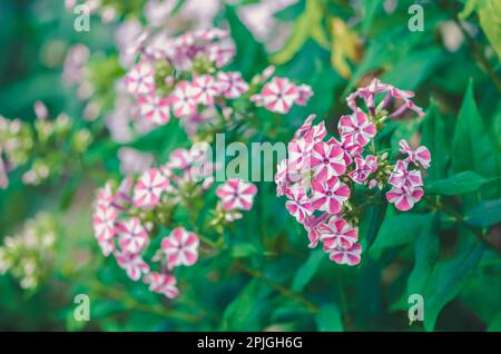 decorative two colors combined phlox flowers Stock Photo - Alamy