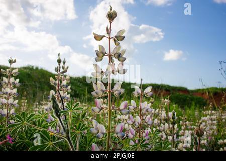 white purple field turmus Stock Photo - Alamy