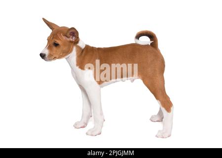 Small basenji breed puppy side view, isolated on a white background ...