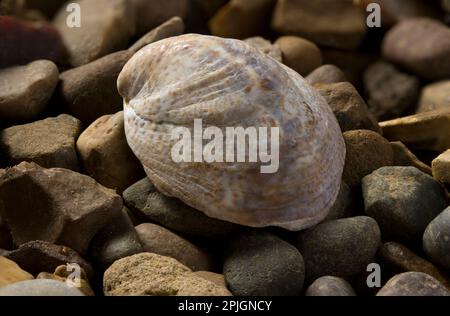Slipper Limpet Shell Crepidula fornicata Stock Photo - Alamy