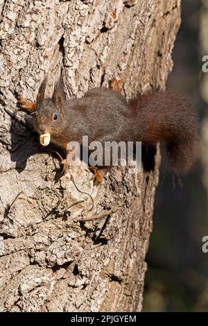 Red Squirrel, Germany, wildlife, eurasian red squirrel (Sciurus ...