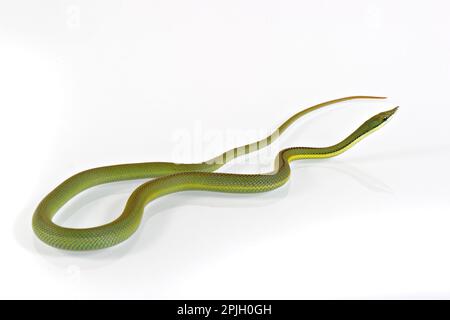 Argentine Long-nose Snake (Philodryas baroni) adult, close-up of head ...