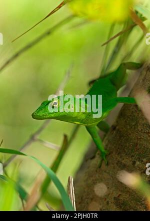 Jamaican Giant Anole (Anolis garmani) adult, clinging to tree trunk ...