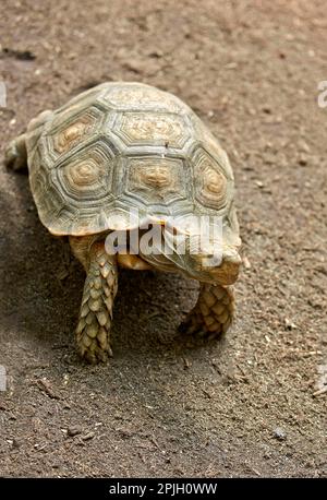 Brown Tortoise, asian forest tortoises (Manouria emys), Other animals ...