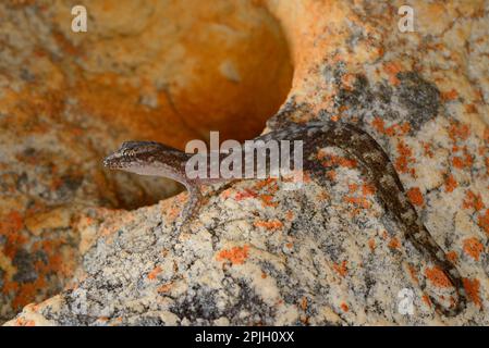 Marbled Leaf-toed Gecko (Afrogecko porphyreus Stock Photo - Alamy