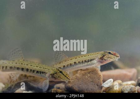 Spined loach (Cobitis taenia), Spined goby, spined loach, Animals ...