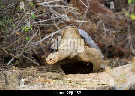 Abingdonii, Geochelone elephantopus abingdoni, Testudo elephantopus ...