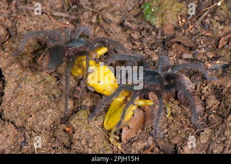 Young Peruvian tarantula (Pamphobeteus spec.) feeding on the prey of ...