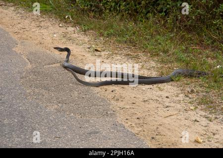 Adder, Adder, Other animals, Reptiles, Snakes, Animals, Ground Snake ...